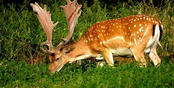 Myslivci vystaví ve Ždáře lovecké trofeje ulovené v loňském roce | Žďár ...