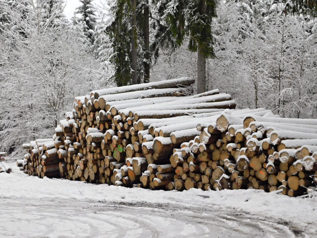 Majitelům lesů končí úleva, musí vytěžit i kůrovcové souše Žďár nad Sázavou
